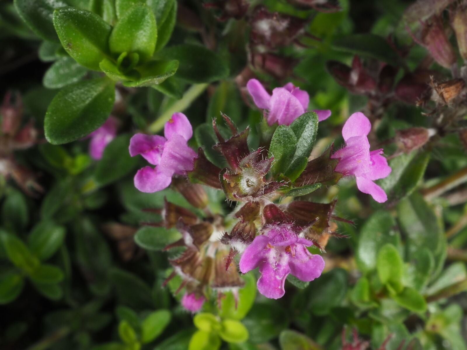 Thymus × citriodorus (Pers.) Schreb. | Plants of the World Online | Kew ...