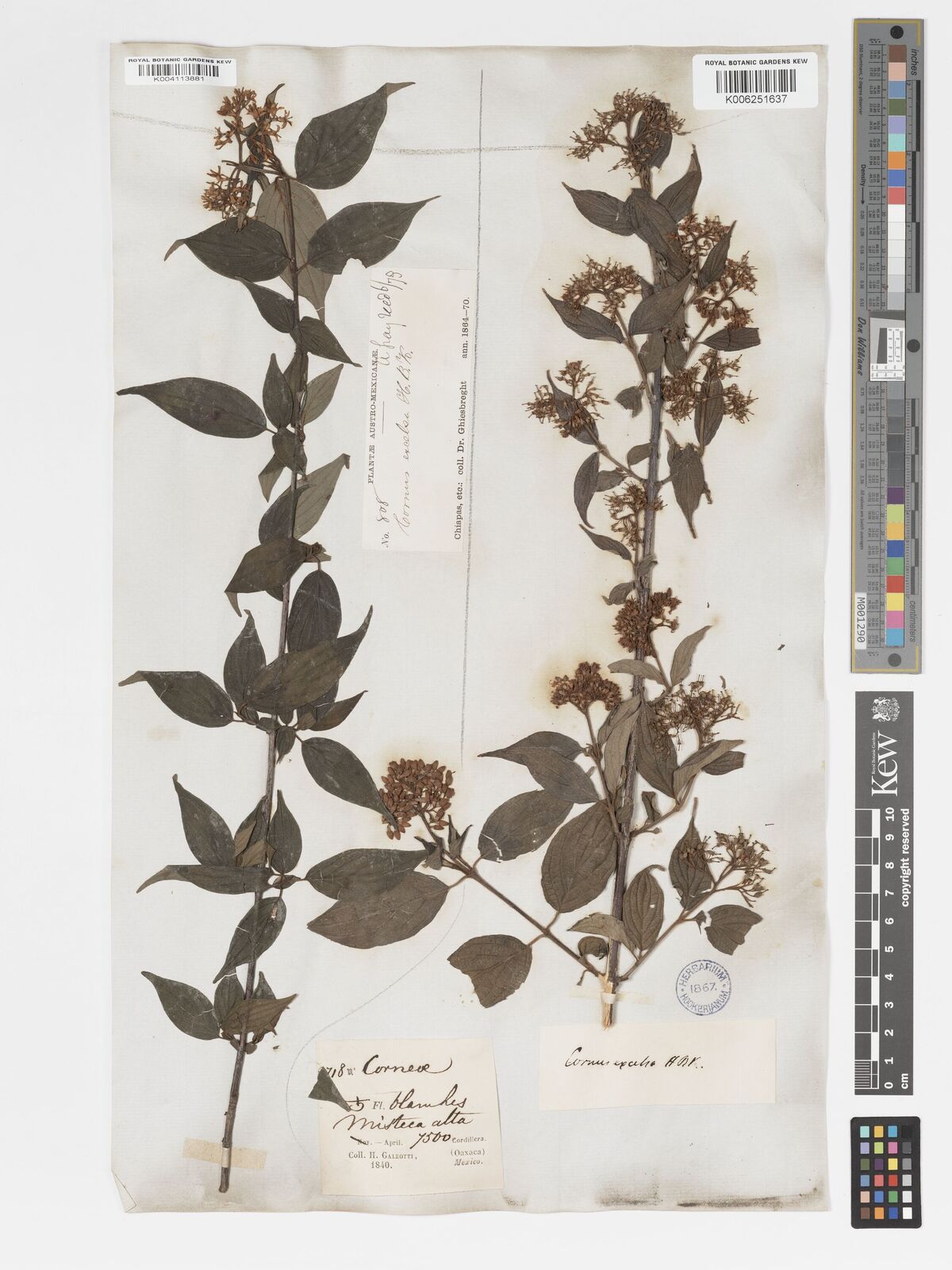 Cornus excelsa Kunth | Plants of the World Online | Kew Science