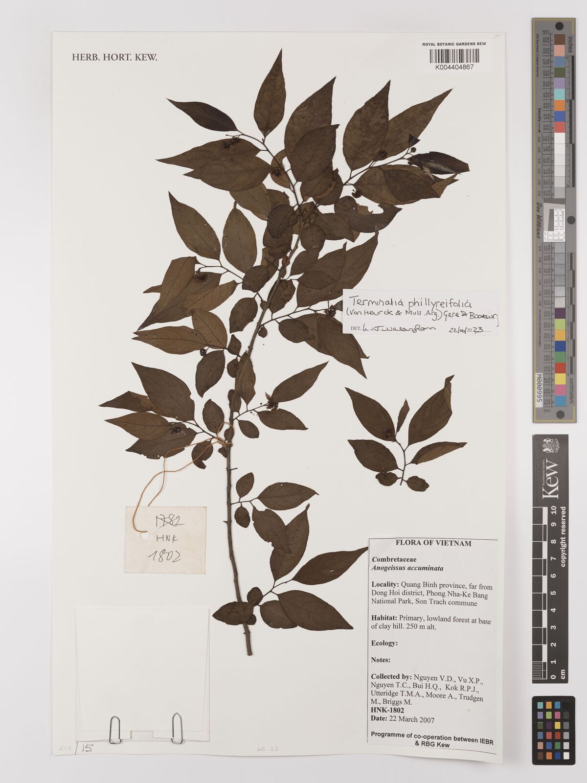 Terminalia pendula var. phillyreifolia (Van Heurck & Müll.Arg.) Chakrab ...