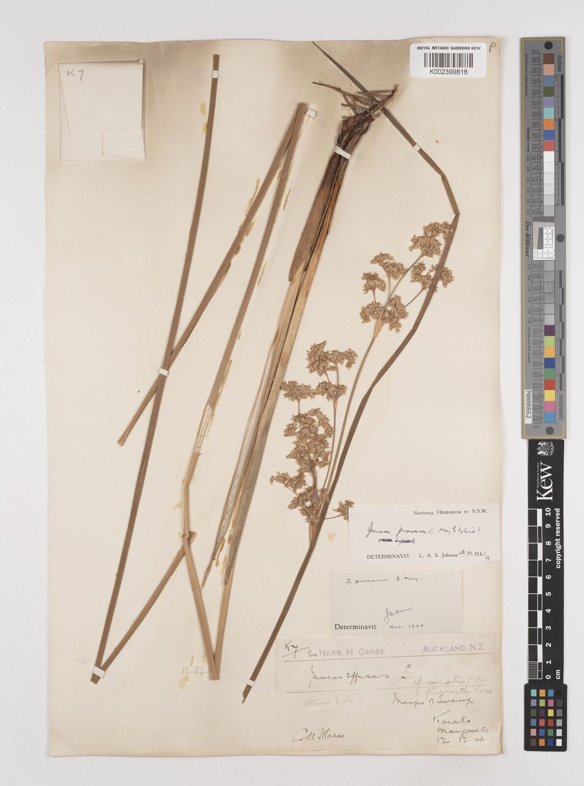 Juncus rigidus Desf. | Plants of the World Online | Kew Science