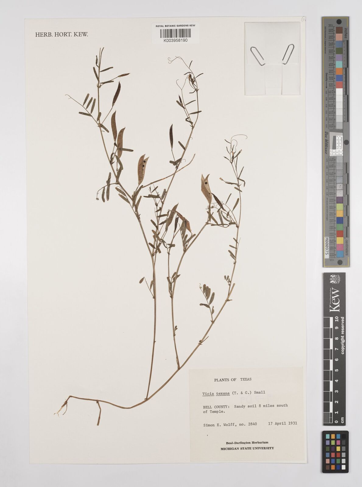 Vicia ludoviciana var. ludoviciana | Plants of the World Online | Kew ...