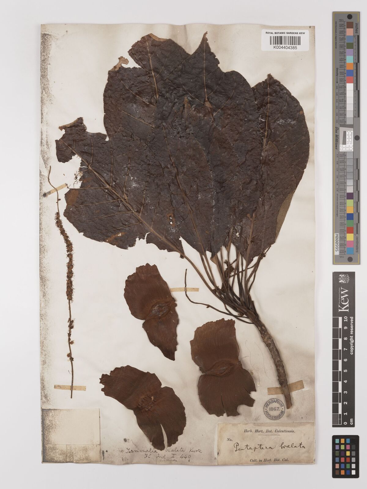 Terminalia bialata (Roxb.) Steud. | Plants of the World Online | Kew ...