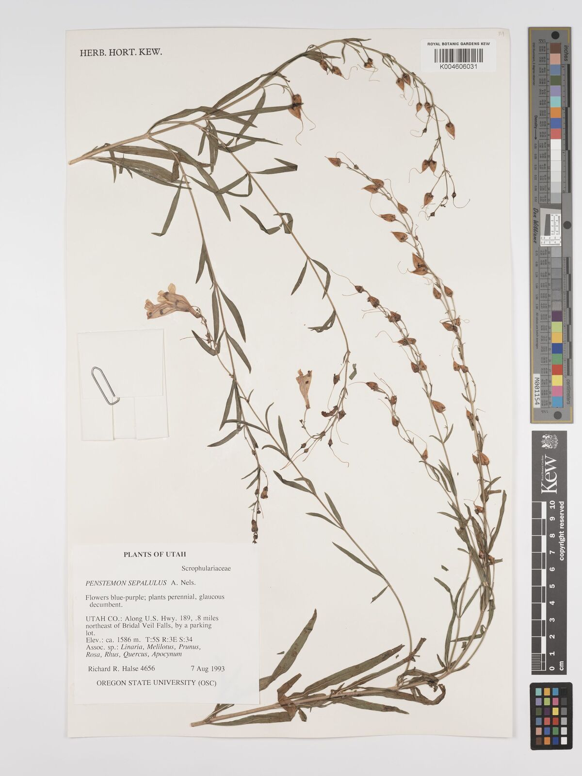 Penstemon sepalulus A.Nelson | Plants of the World Online | Kew Science