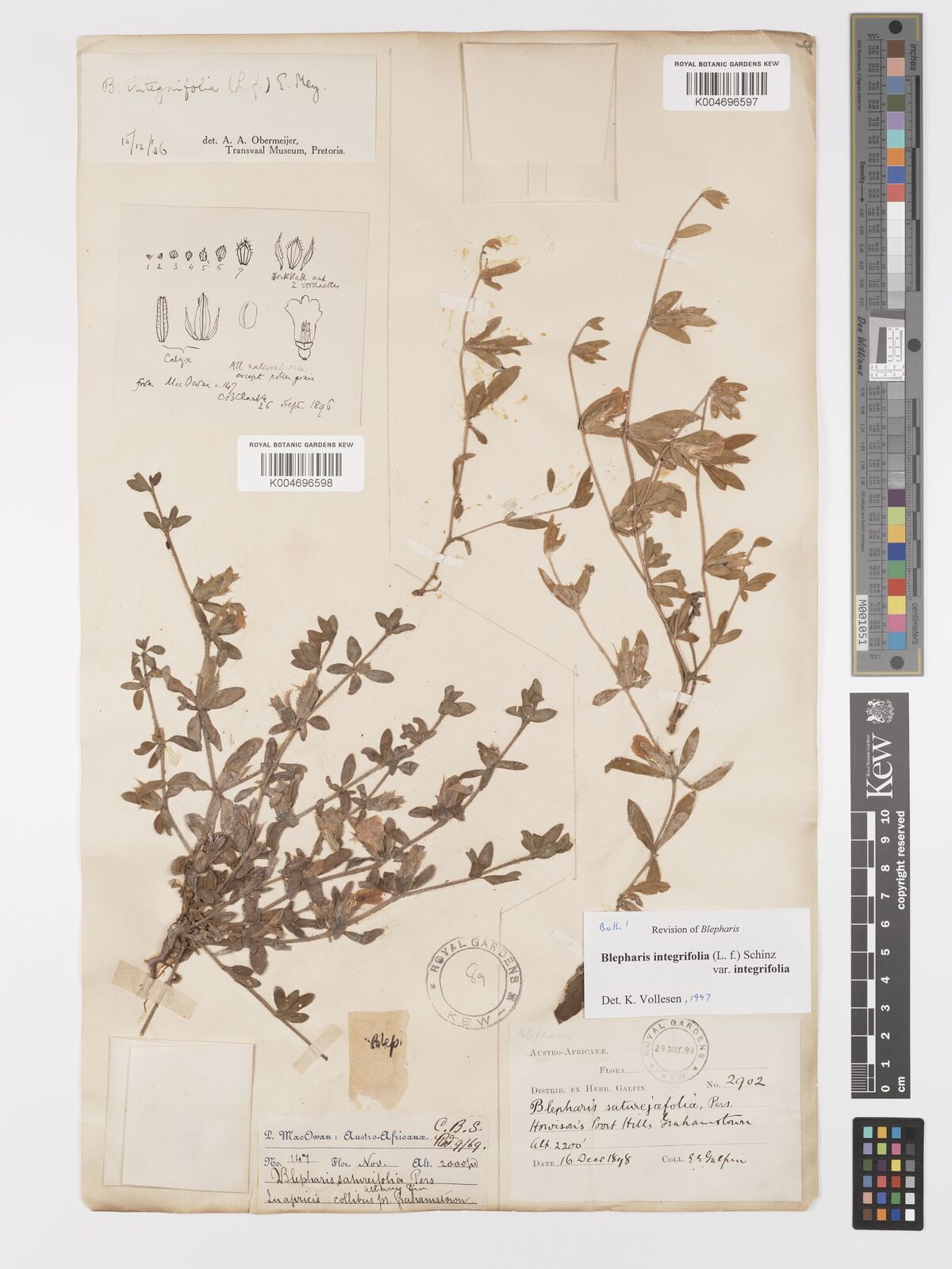 Blepharis integrifolia var. integrifolia | Plants of the World Online ...