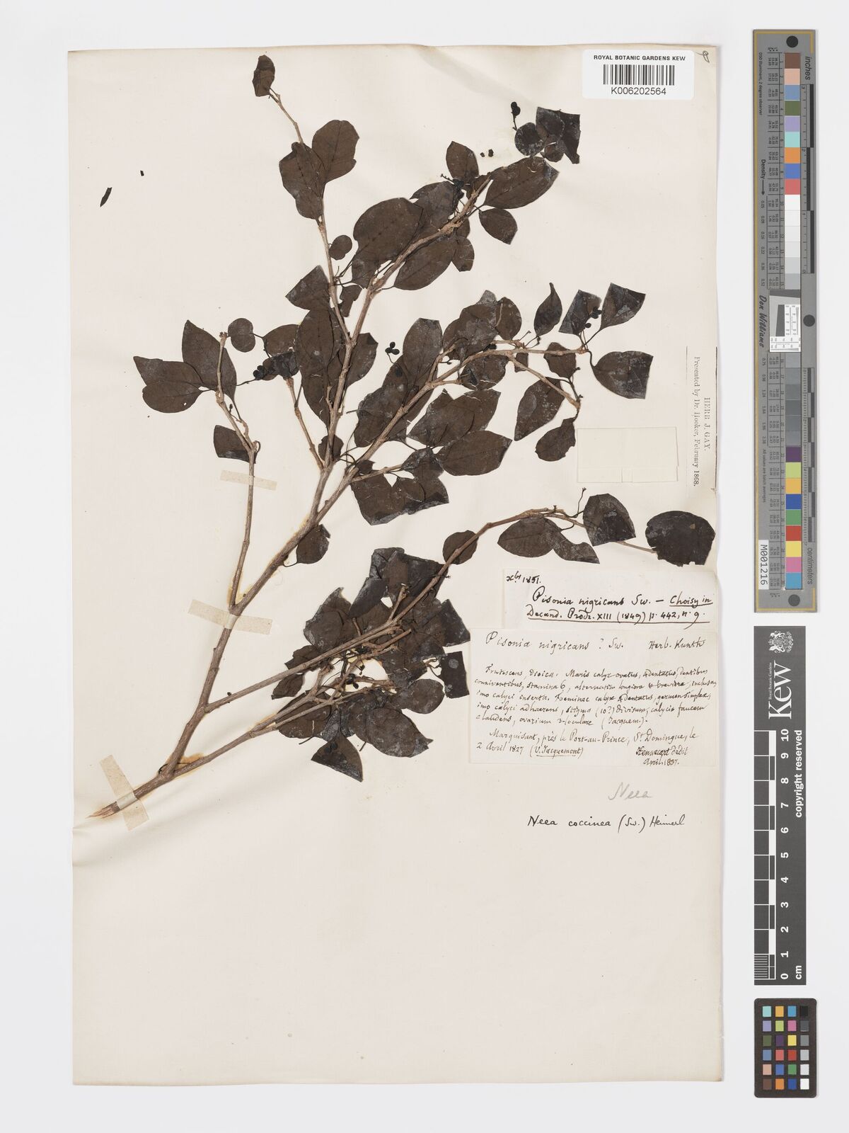 Neea coccinea (Sw.) Heimerl | Plants of the World Online | Kew Science