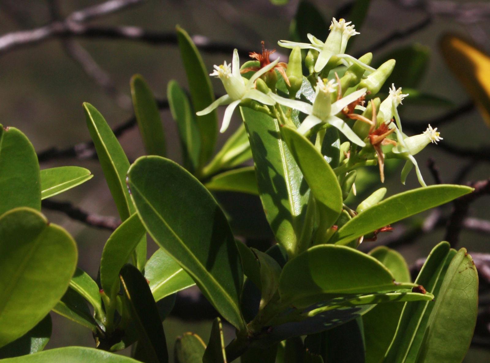 Humiria balsamifera Aubl. | Plants of the World Online | Kew Science