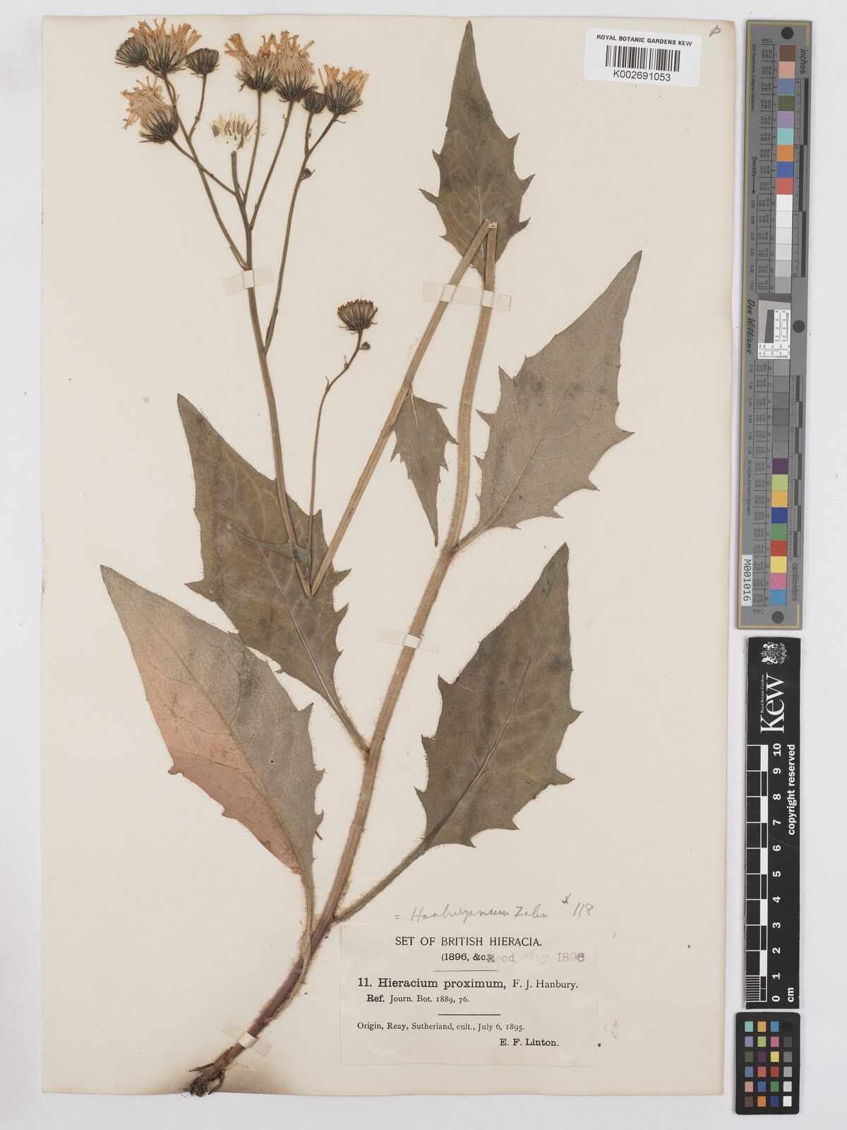 Hieracium proximum F.Hanb. | Plants of the World Online | Kew Science