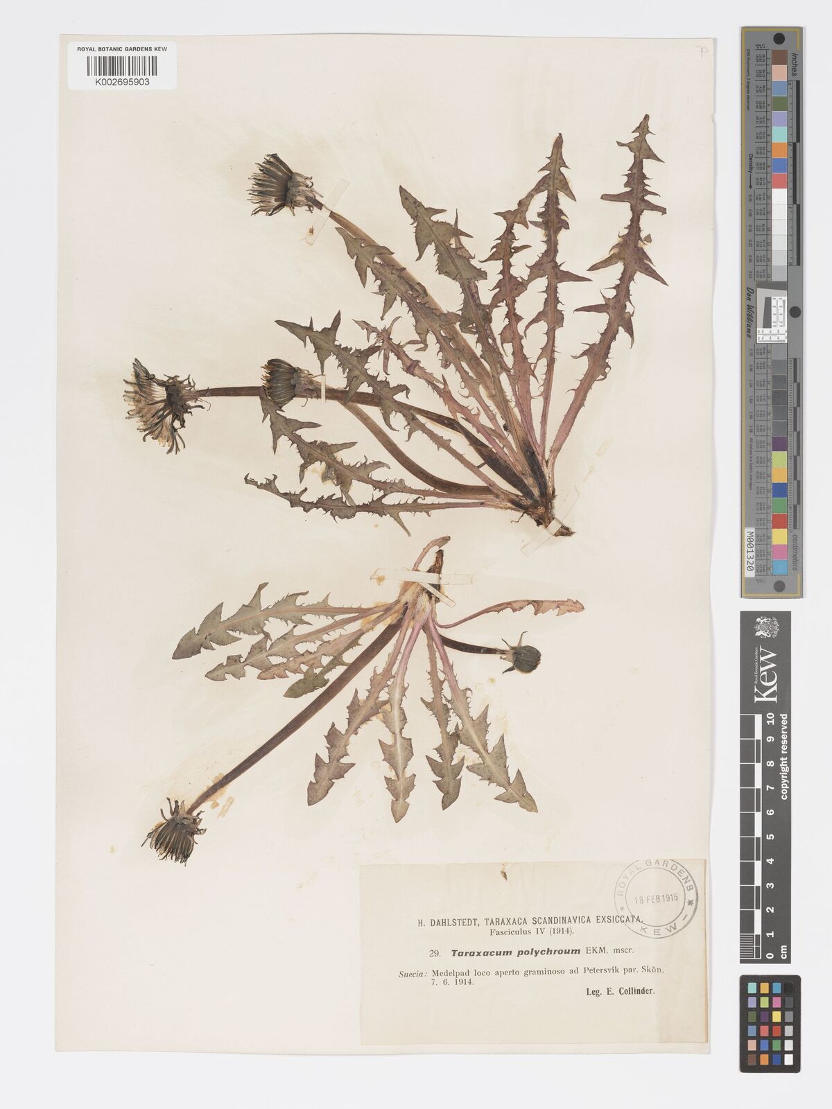 Taraxacum purpureum Raunk. | Plants of the World Online | Kew Science