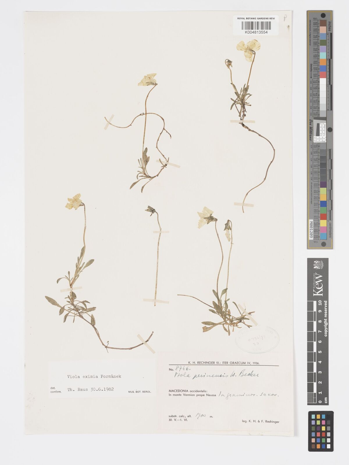 Viola eximia Formánek | Plants of the World Online | Kew Science