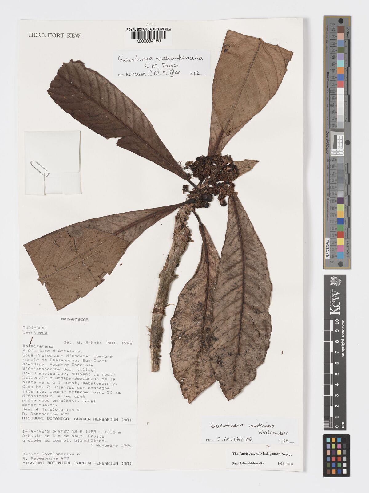 Gaertnera malcomberiana C.M.Taylor | Plants of the World Online | Kew ...