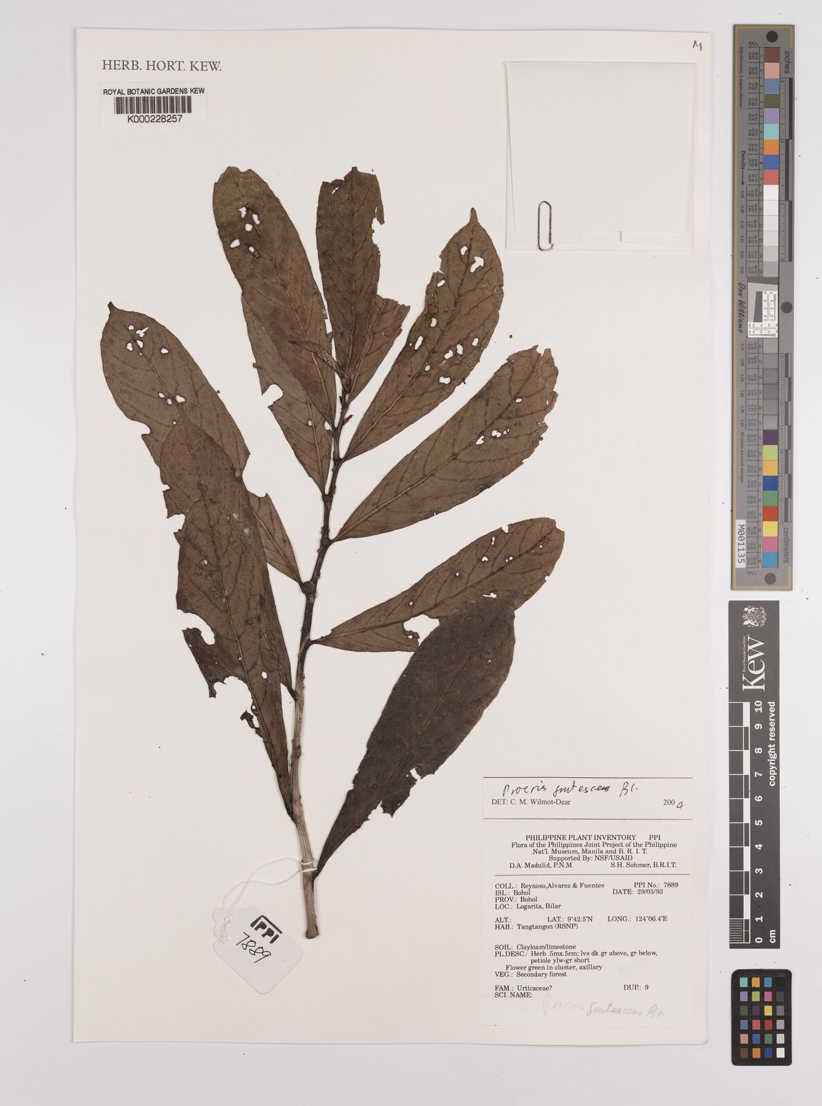 Procris frutescens Blume | Plants of the World Online | Kew Science