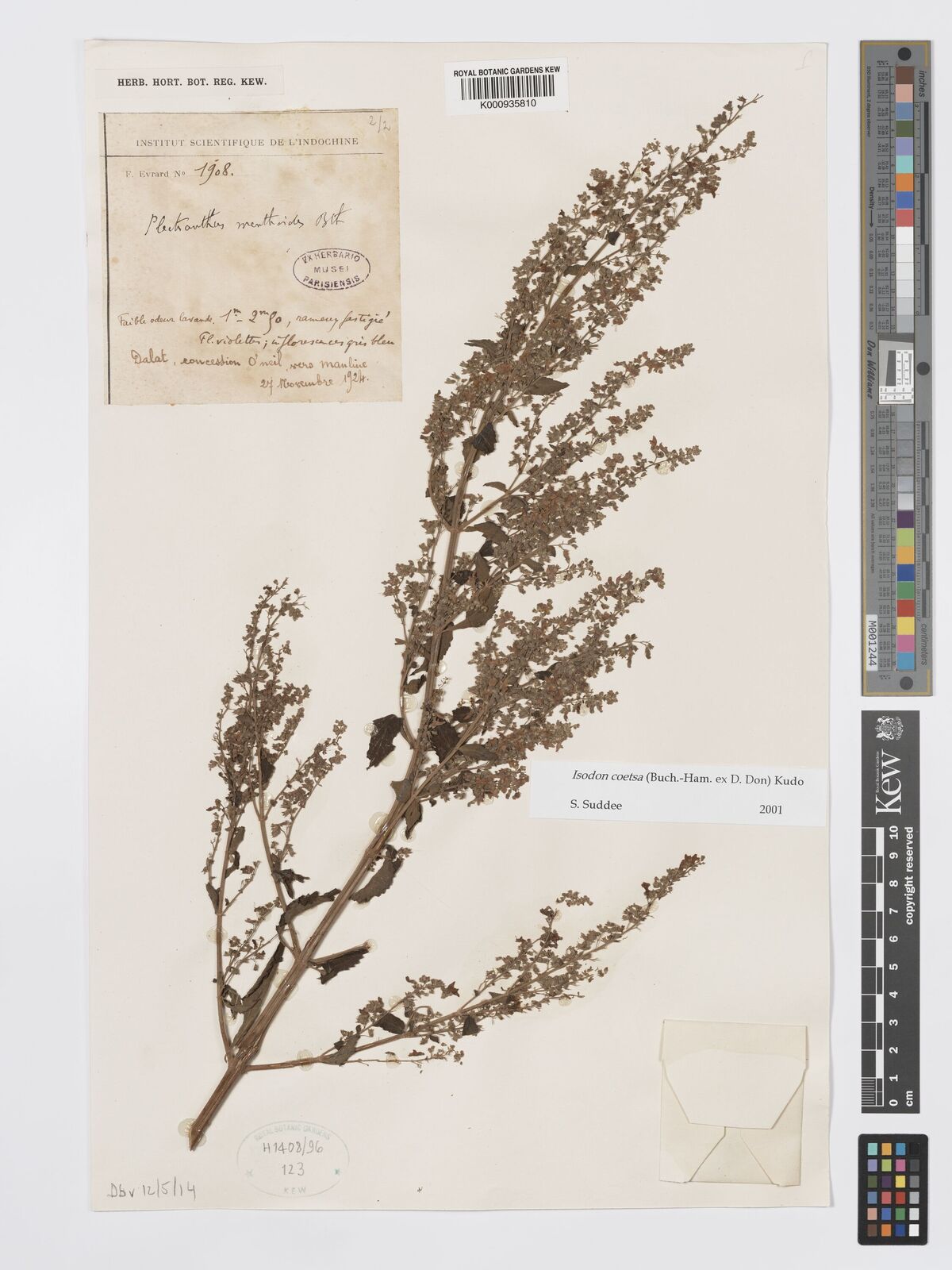 Isodon coetsa (Buch.-Ham. ex D.Don) Kudô | Plants of the World Online ...