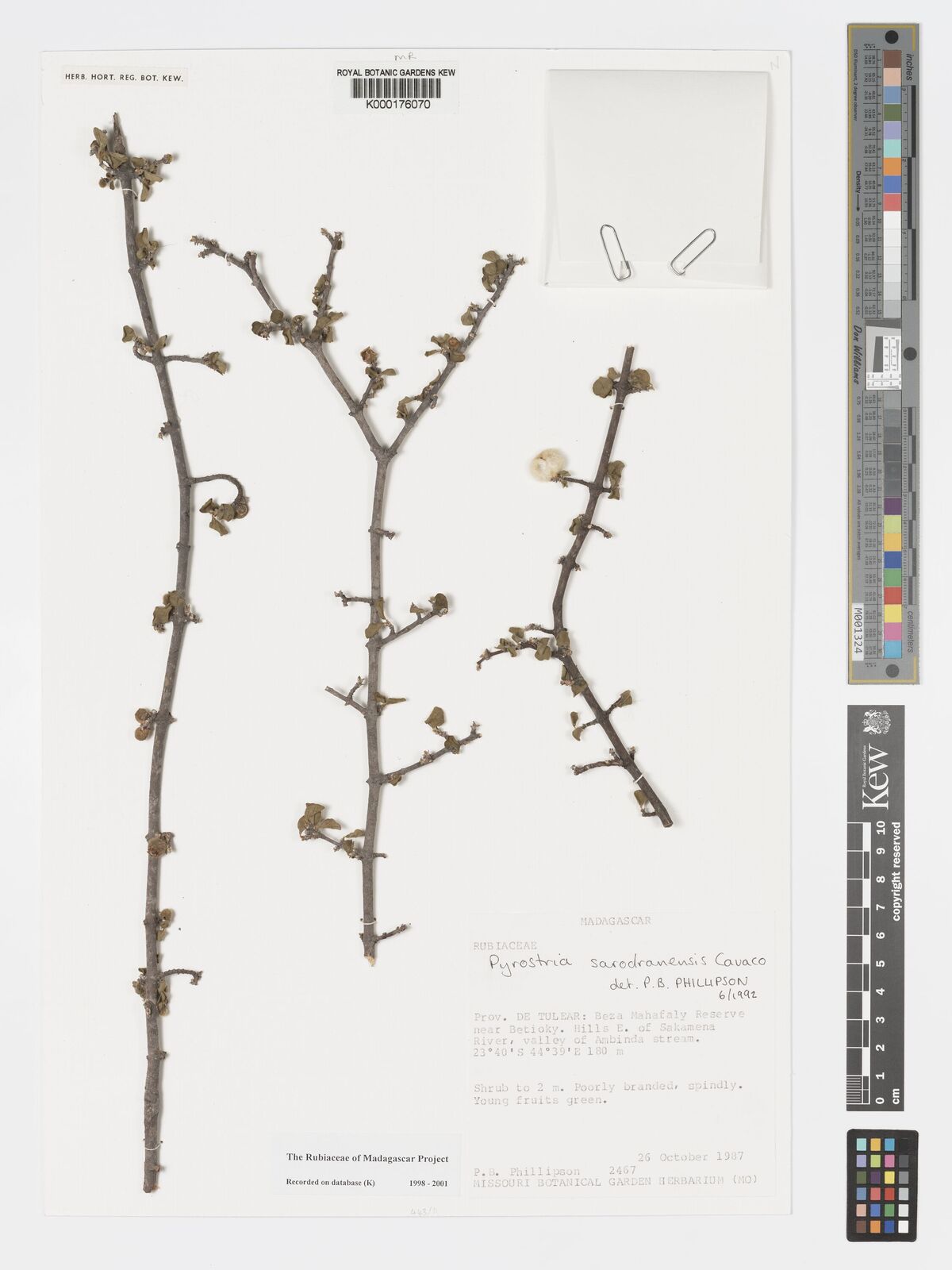 Pyrostria sarodranensis Cavaco | Plants of the World Online | Kew Science