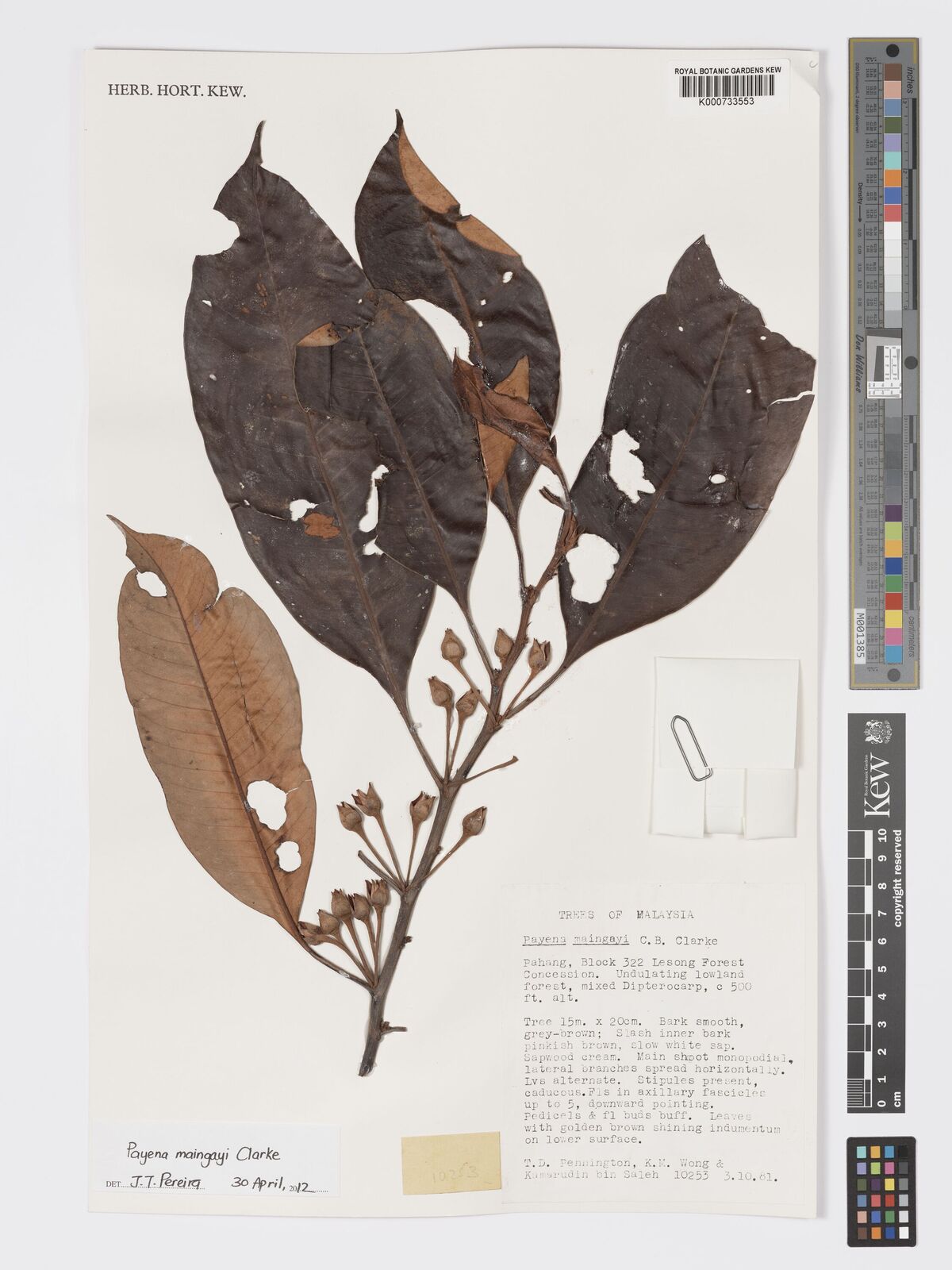 Payena maingayi C.B.Clarke | Plants of the World Online | Kew Science