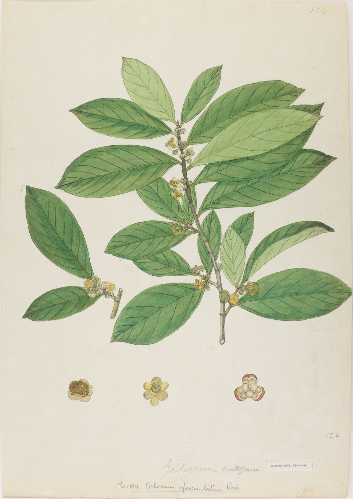 Suregada multiflora (A.Juss.) Baill. | Plants of the World Online | Kew ...