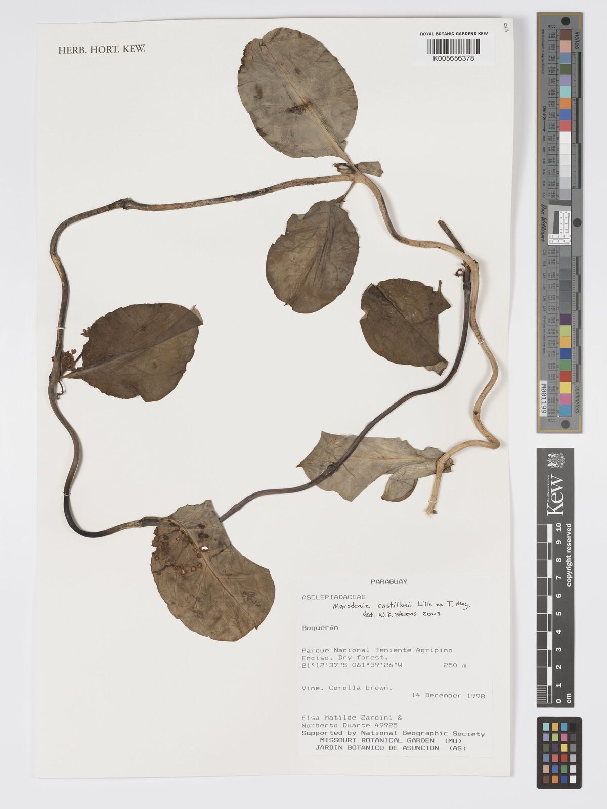 Ruehssia castillonii (Lillo ex T.Mey.) H.A.Keller & Liede | Plants of ...