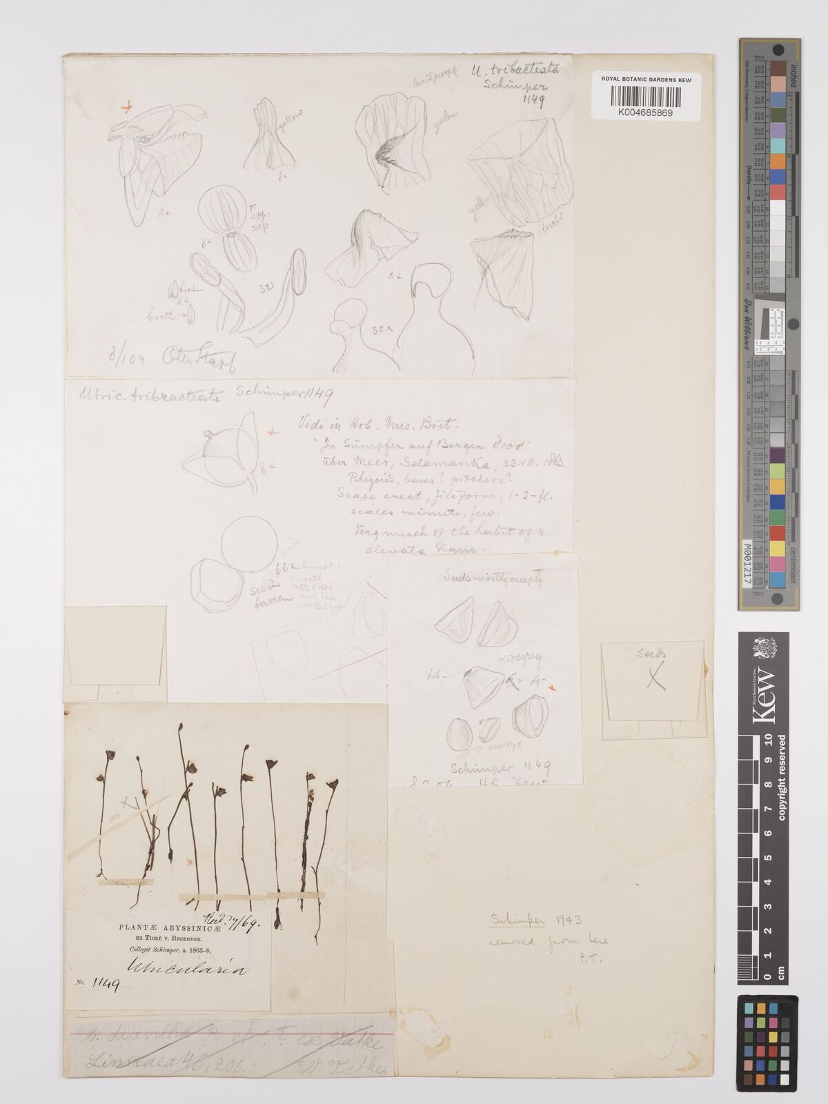 Utricularia livida E.Mey. | Plants of the World Online | Kew Science