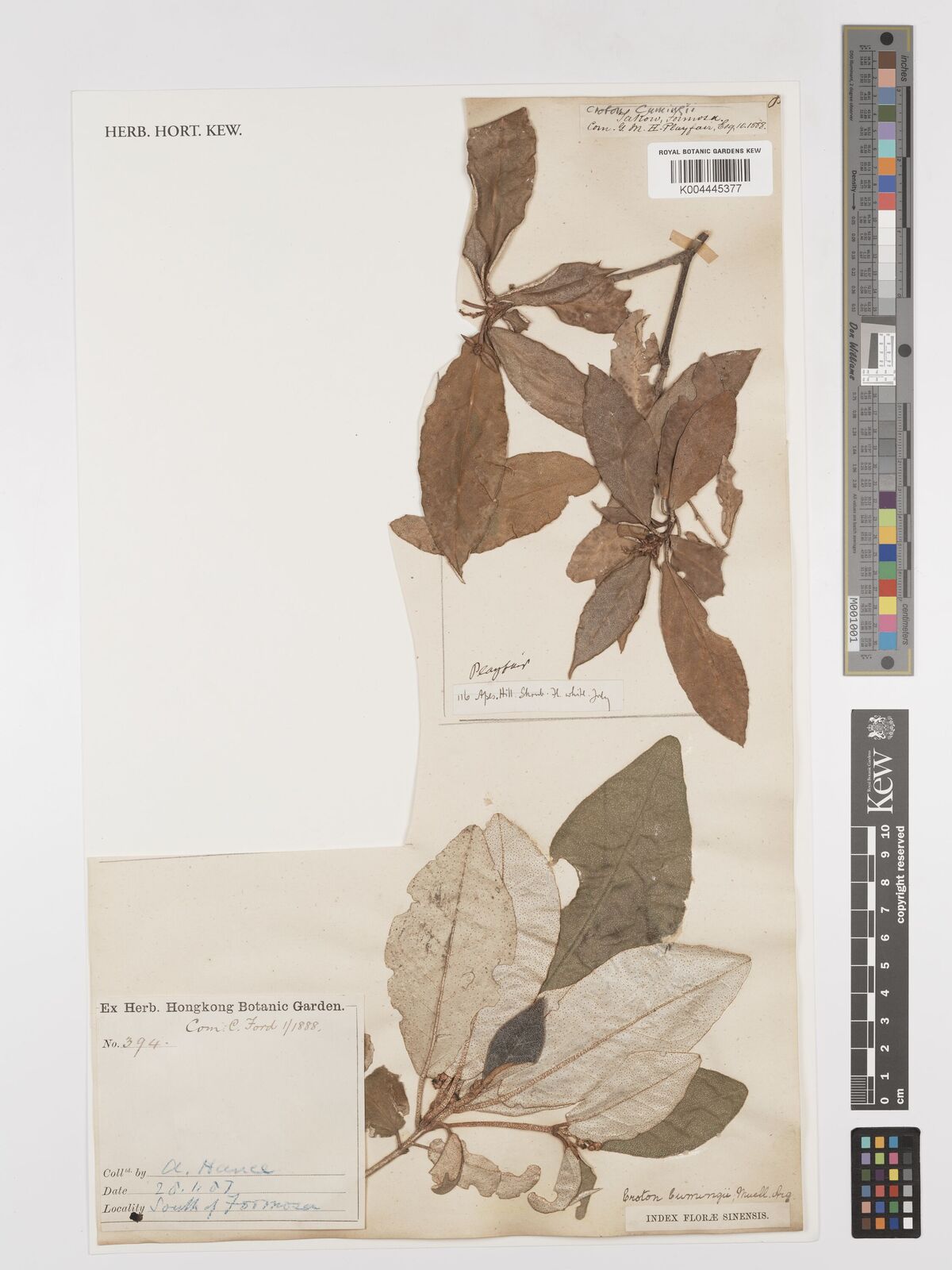 Croton cascarilloides Raeusch. | Plants of the World Online | Kew Science