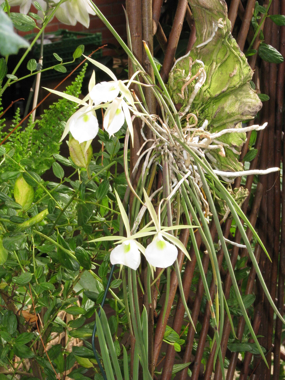 Brassavola flagellaris Barb.Rodr. | Plants of the World Online | Kew ...