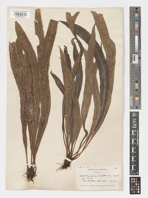 Asplenium ensiforme Wall. ex Hook. & Grev. | Plants of the World Online ...