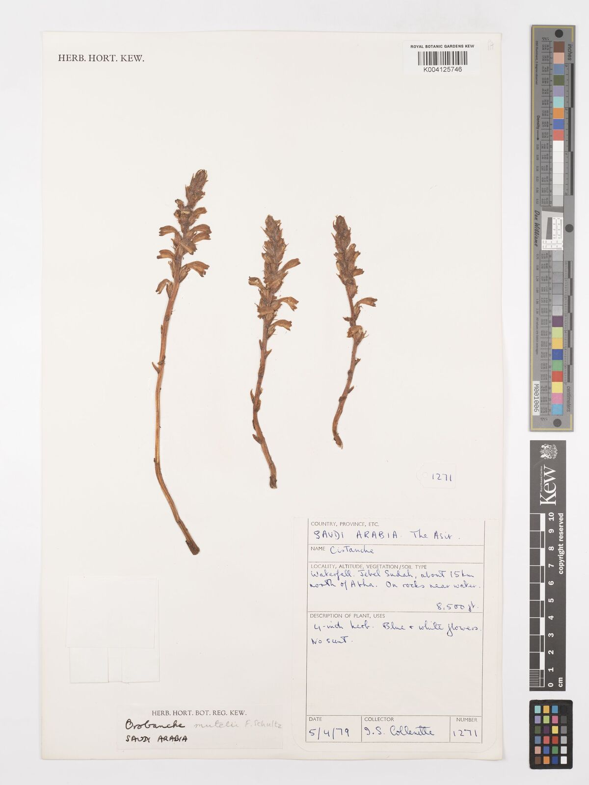 Phelipanche_mutelii_Grupo botánico cantábrico