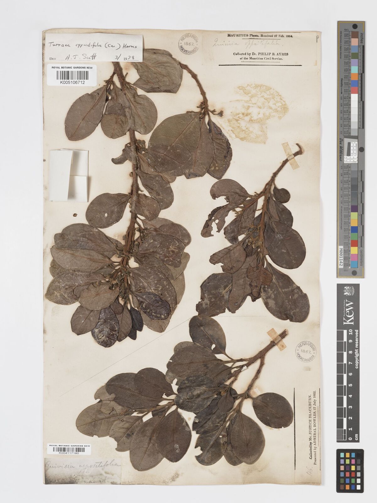 Turraea oppositifolia (Cav.) Harms | Plants of the World Online | Kew ...