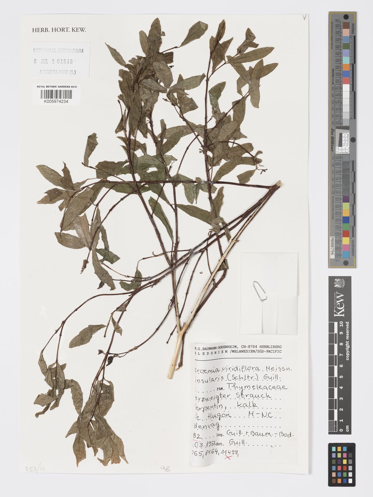 Wikstroemia indica (L.) C.A.Mey. | Plants of the World Online | Kew Science