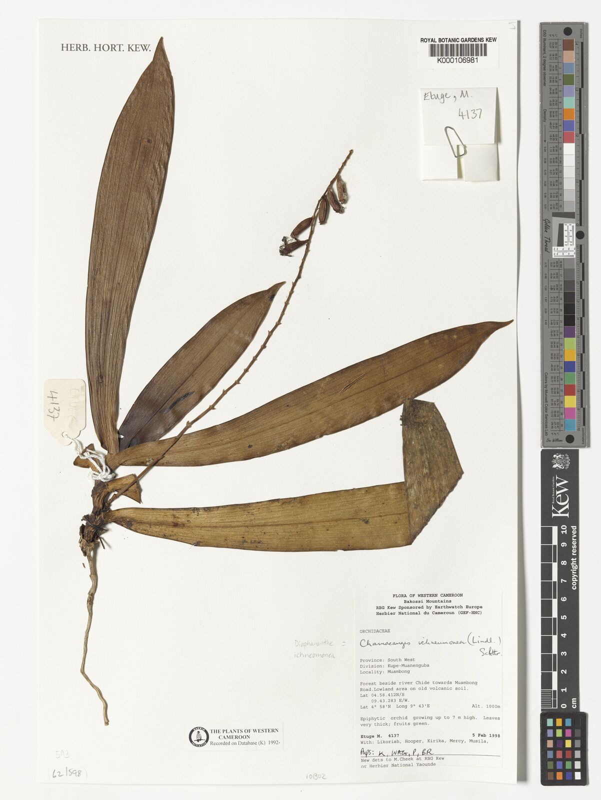 Diaphananthe ichneumonea (Lindl.) P.J.Cribb & Carlsward | Plants of the ...