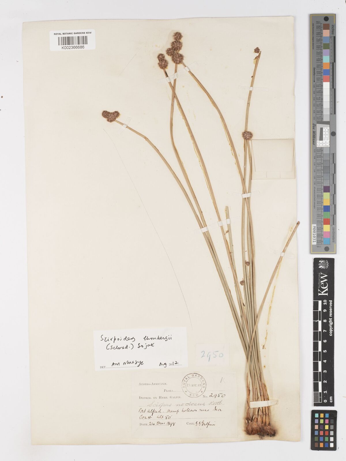 Scirpoides holoschoenus subsp. thunbergii (Schrad.) Soják | Plants of ...