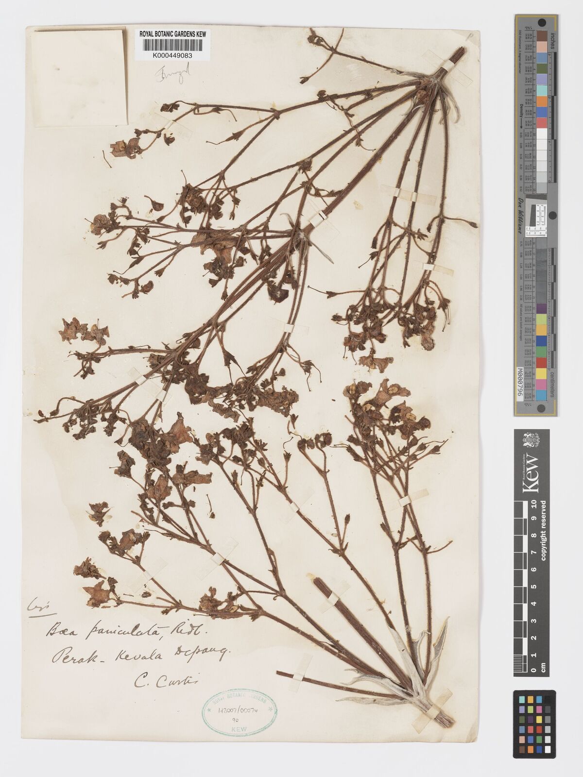 Paraboea paniculata (Ridl.) B.L.Burtt | Plants of the World Online ...