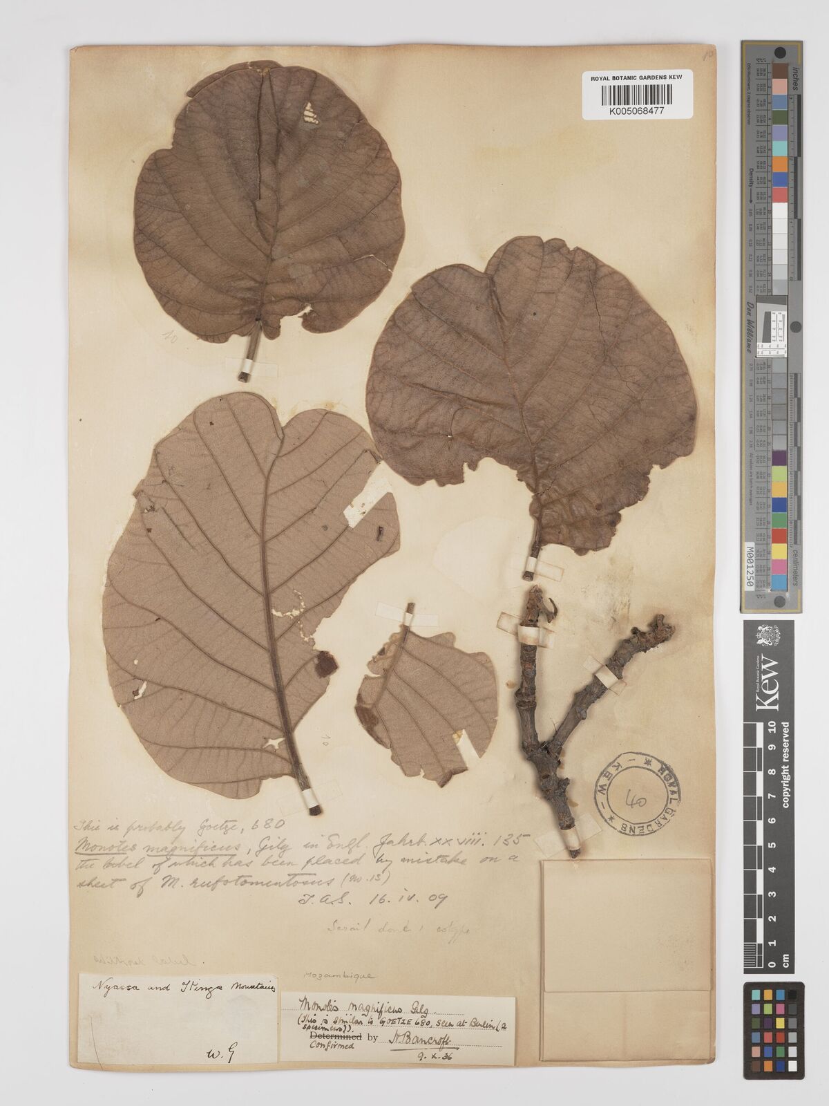 Monotes magnificus Gilg | Plants of the World Online | Kew Science