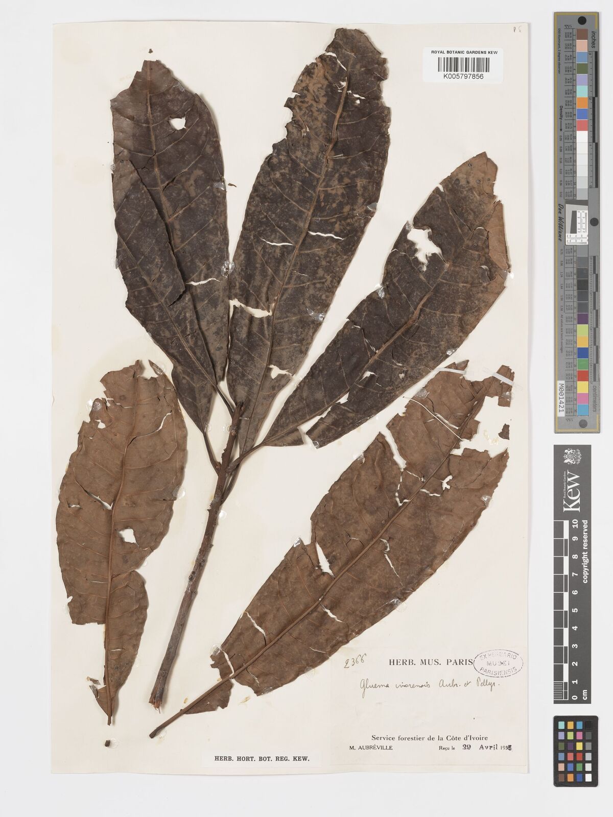 Gluema ivorensis Aubrév. & Pellegr. | Plants of the World Online | Kew ...