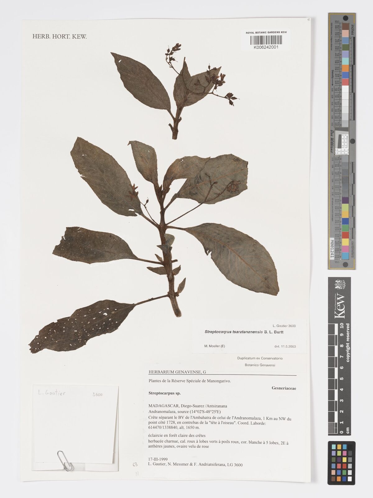 Streptocarpus tsaratananensis Humbert ex B.L.Burtt | Plants of the ...