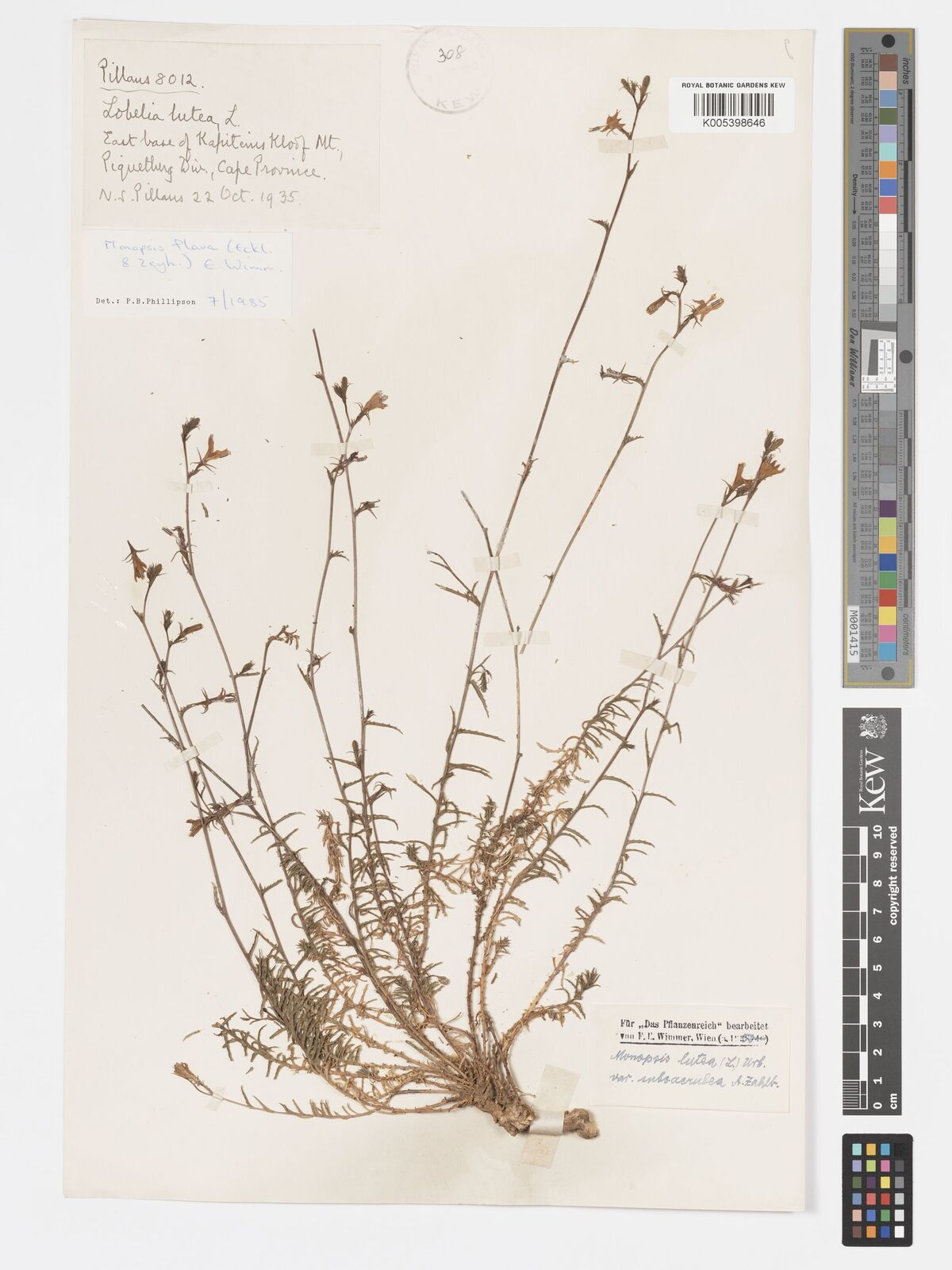 Monopsis flava (C.Presl) E.Wimm. | Plants of the World Online | Kew Science