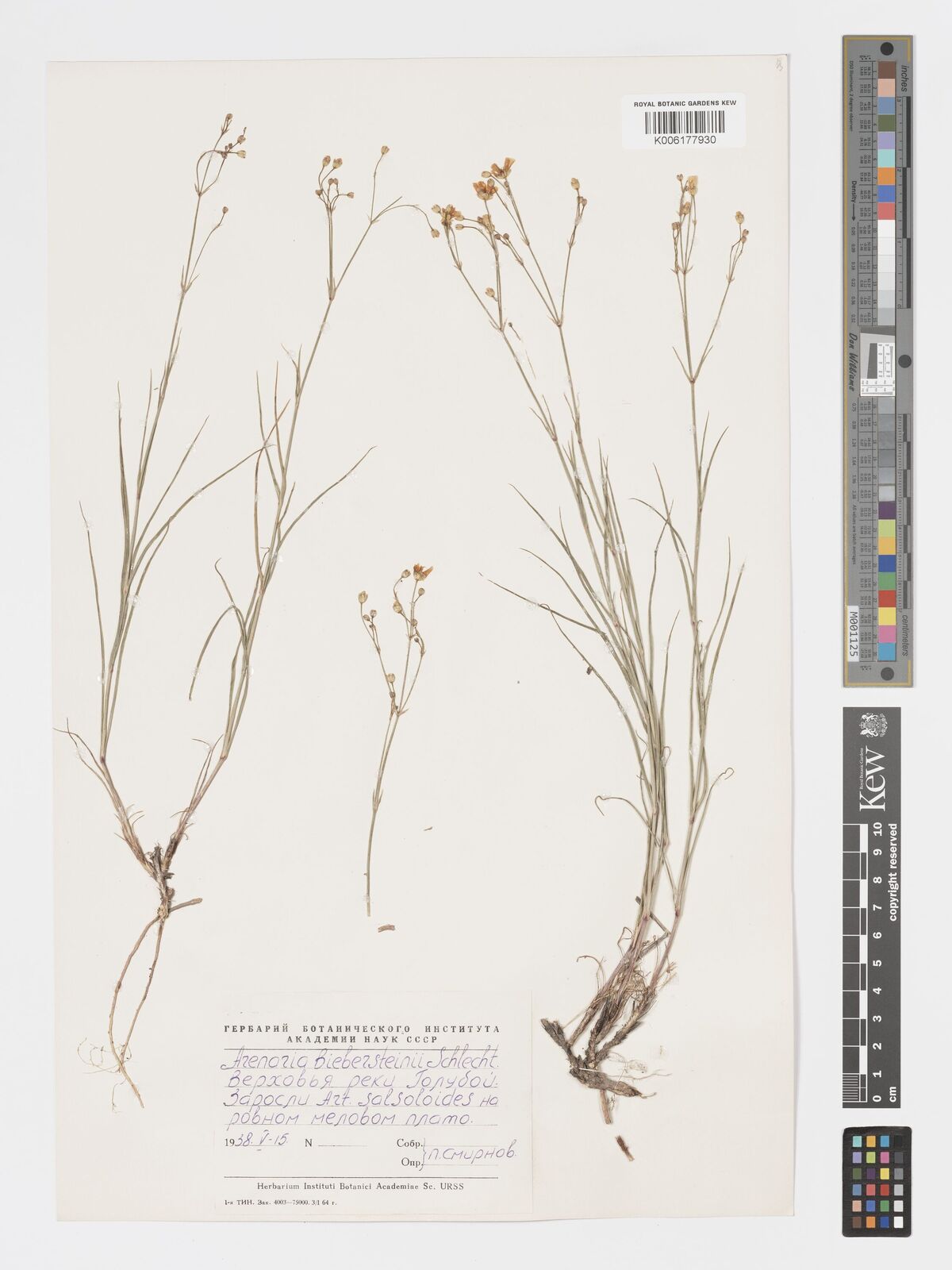 Eremogone procera (Spreng.) Rchb. | Plants of the World Online | Kew ...