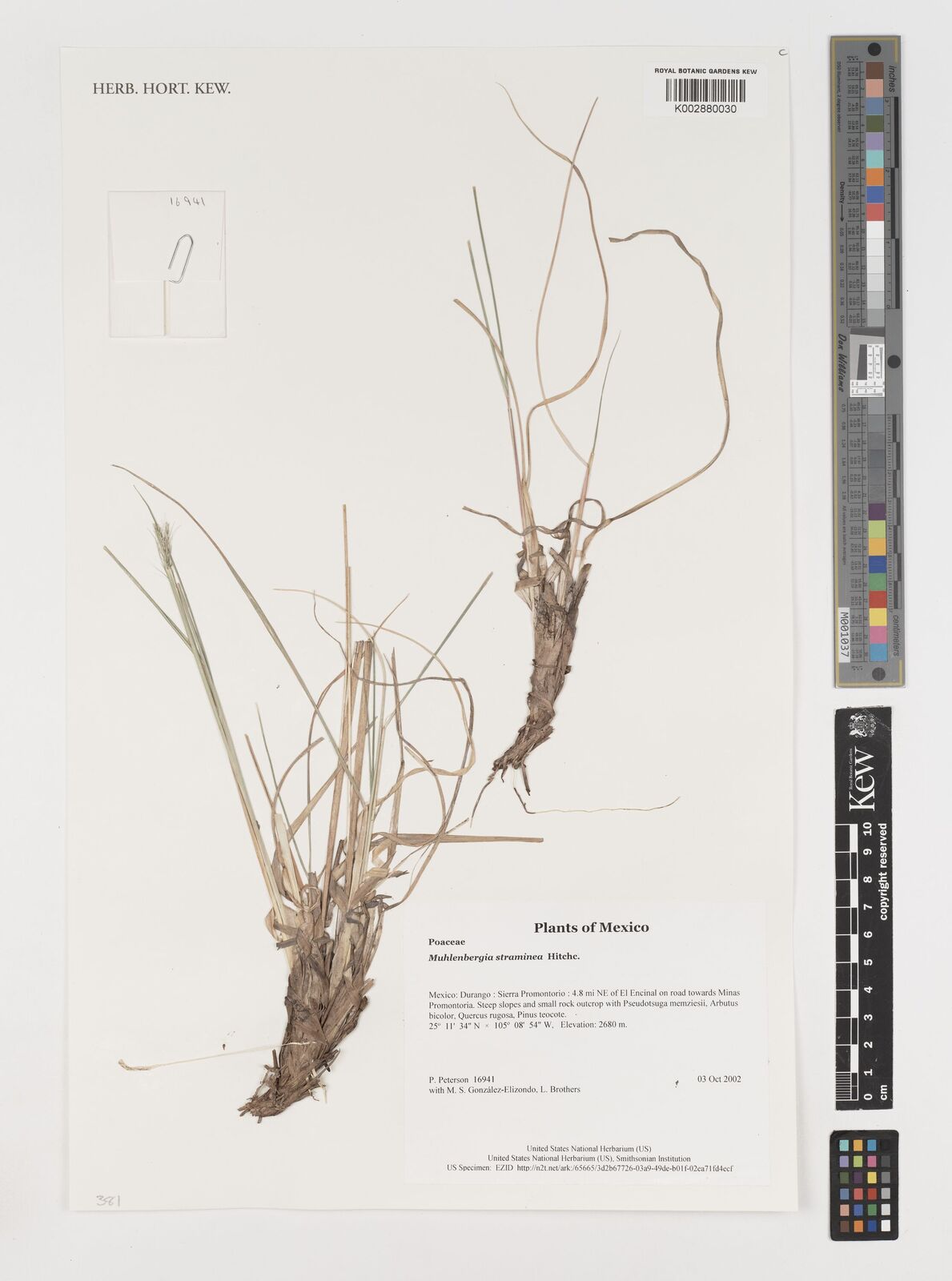 Muhlenbergia straminea Hitchc. | Plants of the World Online | Kew Science