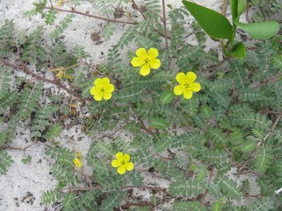 Tribulus L. | Plants of the World Online | Kew Science