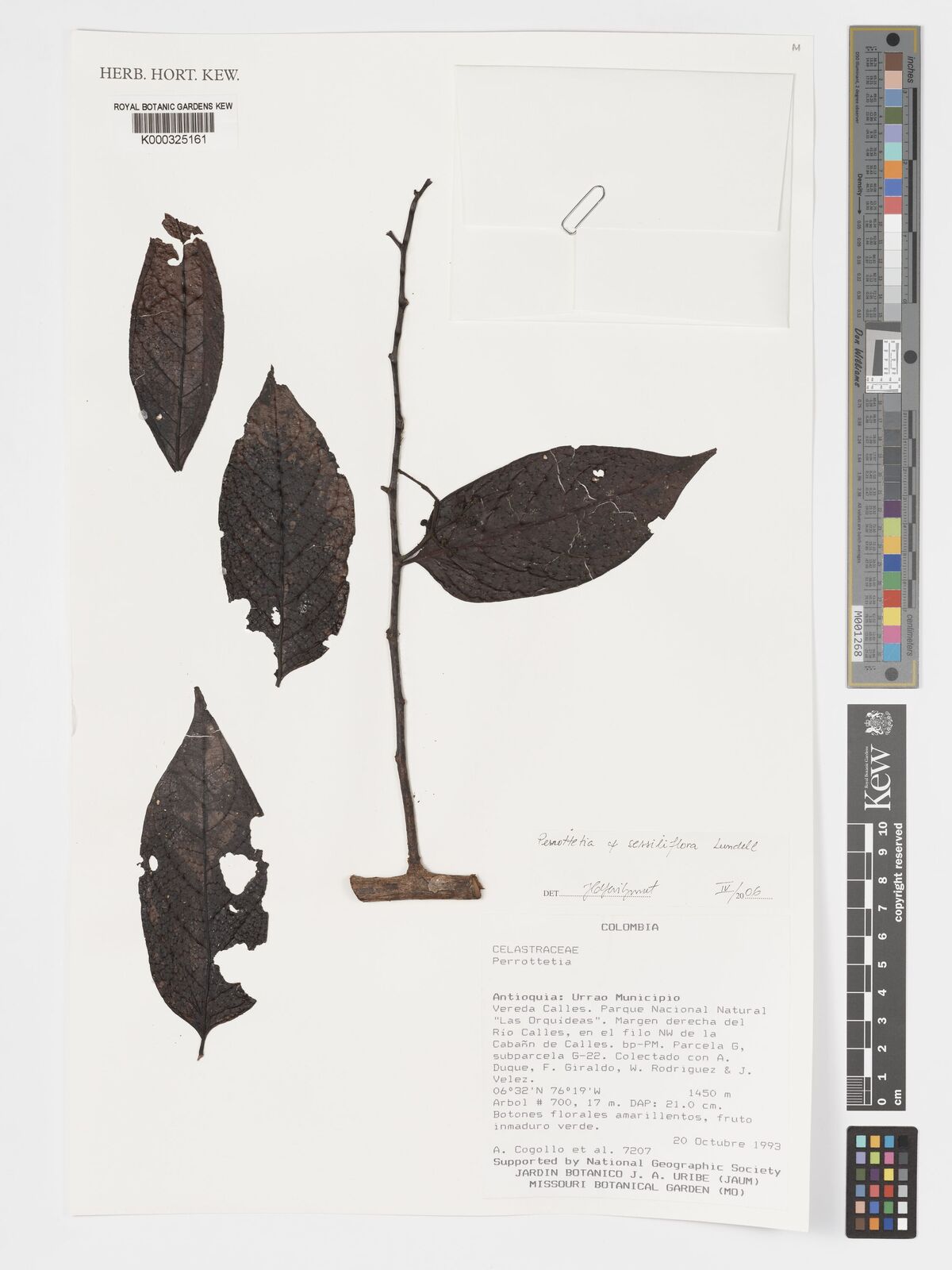 Perrottetia sessiliflora Lundell | Plants of the World Online | Kew Science