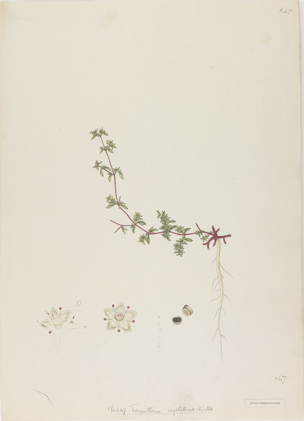 Trianthema crystallinum (Forssk.) Vahl | Plants of the World Online ...