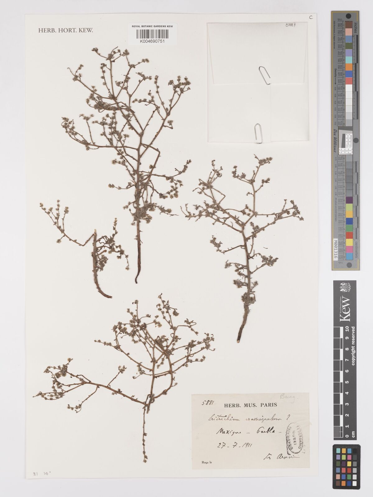 Cryptantha crassisepala (Torr. & A.Gray) Greene | Plants of the World ...