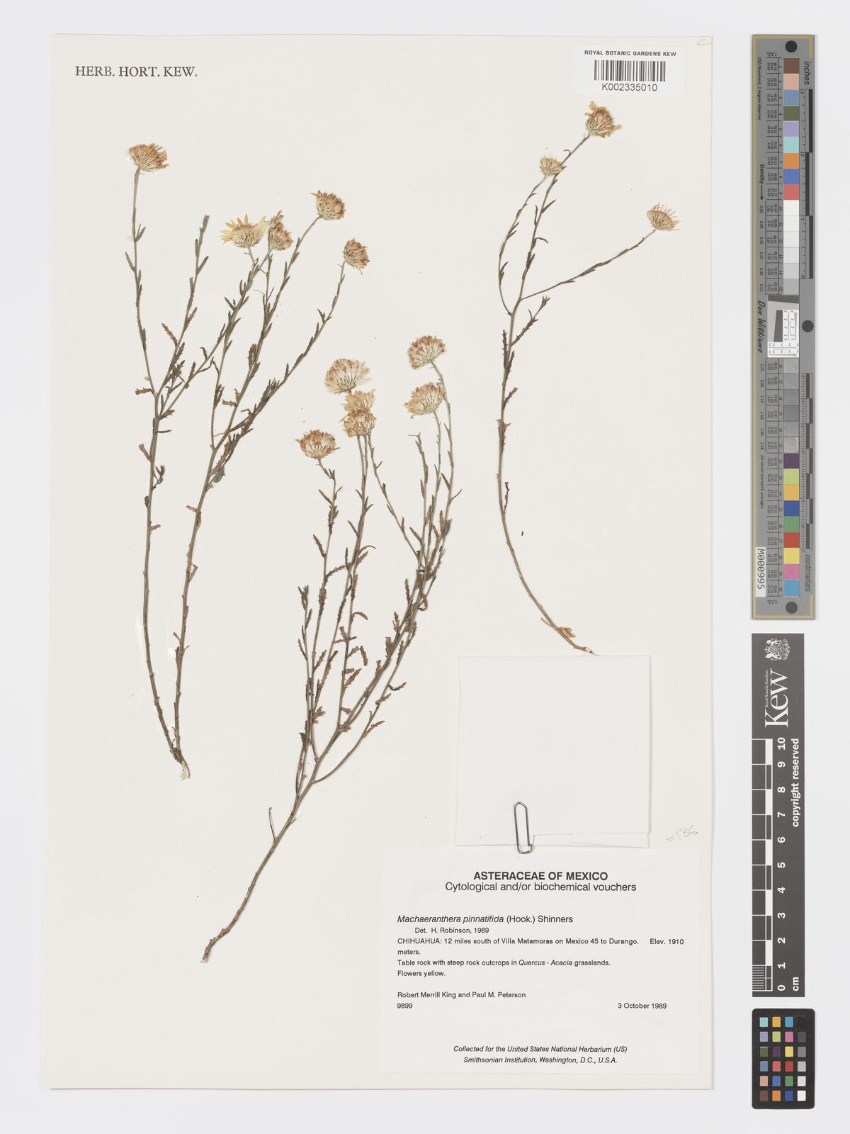 Xanthisma spinulosum var. spinulosum | Plants of the World Online | Kew ...