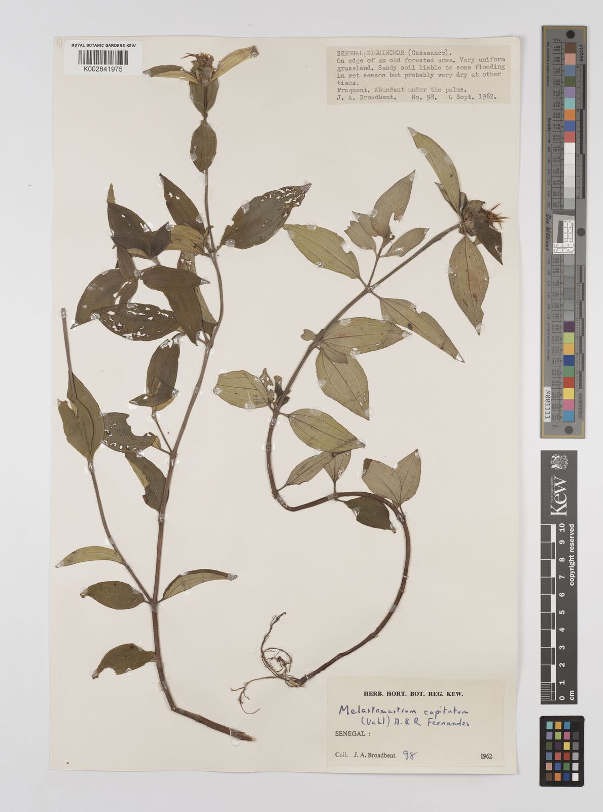 Melastomastrum capitatum (Vahl) A.Fern. & R.Fern. | Plants of the World ...