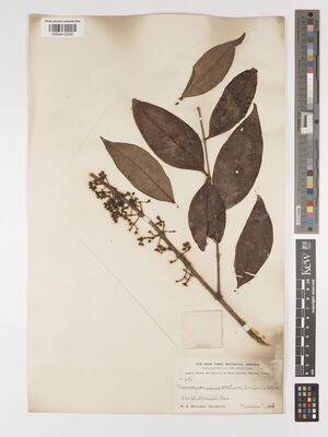 Memecylon ovatum Sm. | Plants of the World Online | Kew Science