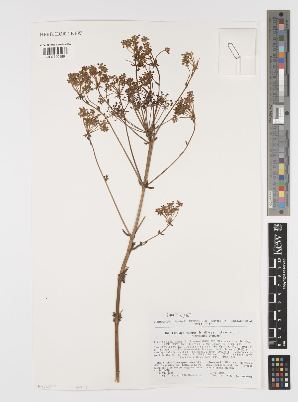 Ferulago galbanifera (Mill.) W.D.J.Koch | Plants of the World Online ...