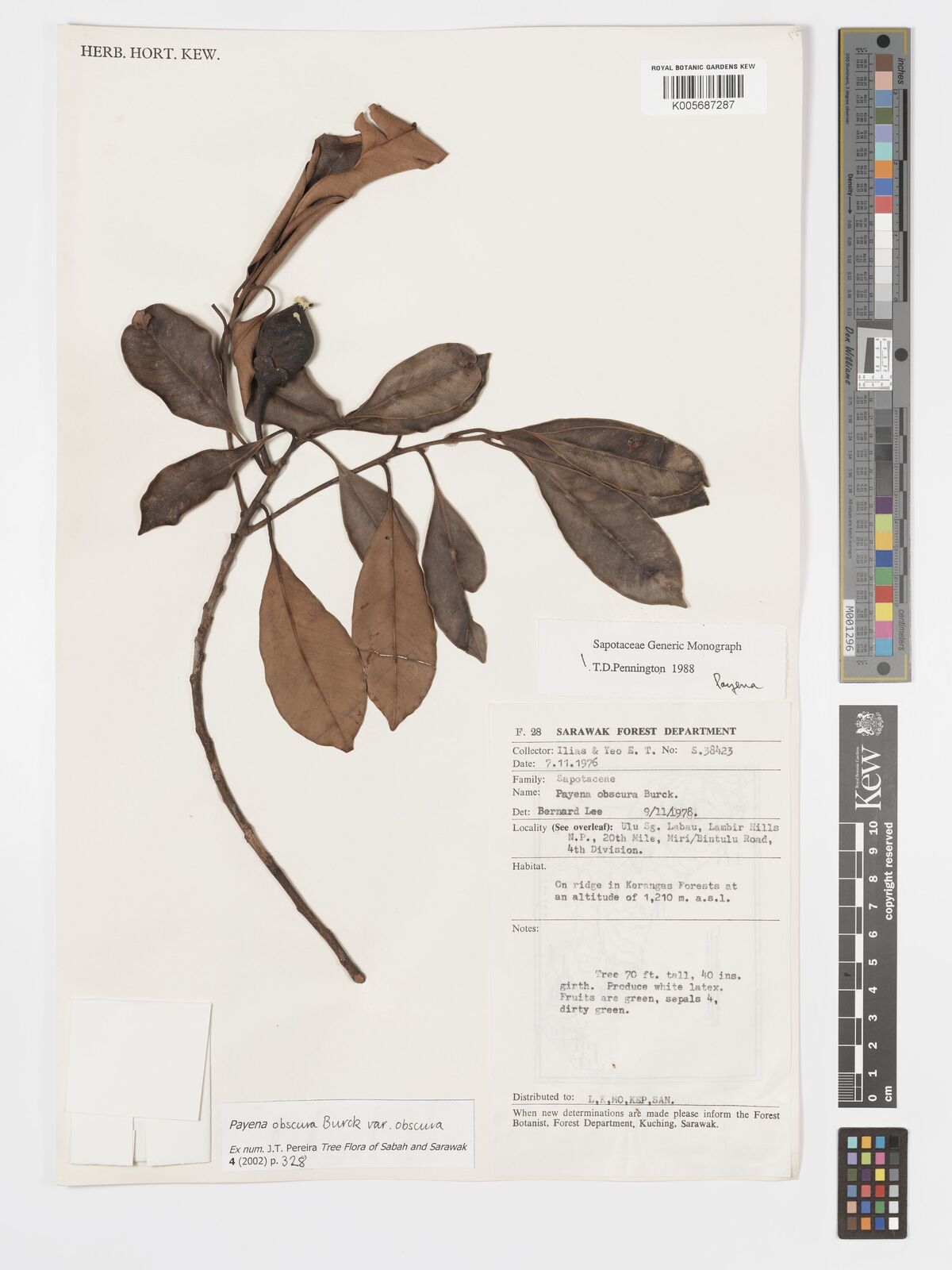 Payena obscura var. obscura | Plants of the World Online | Kew Science
