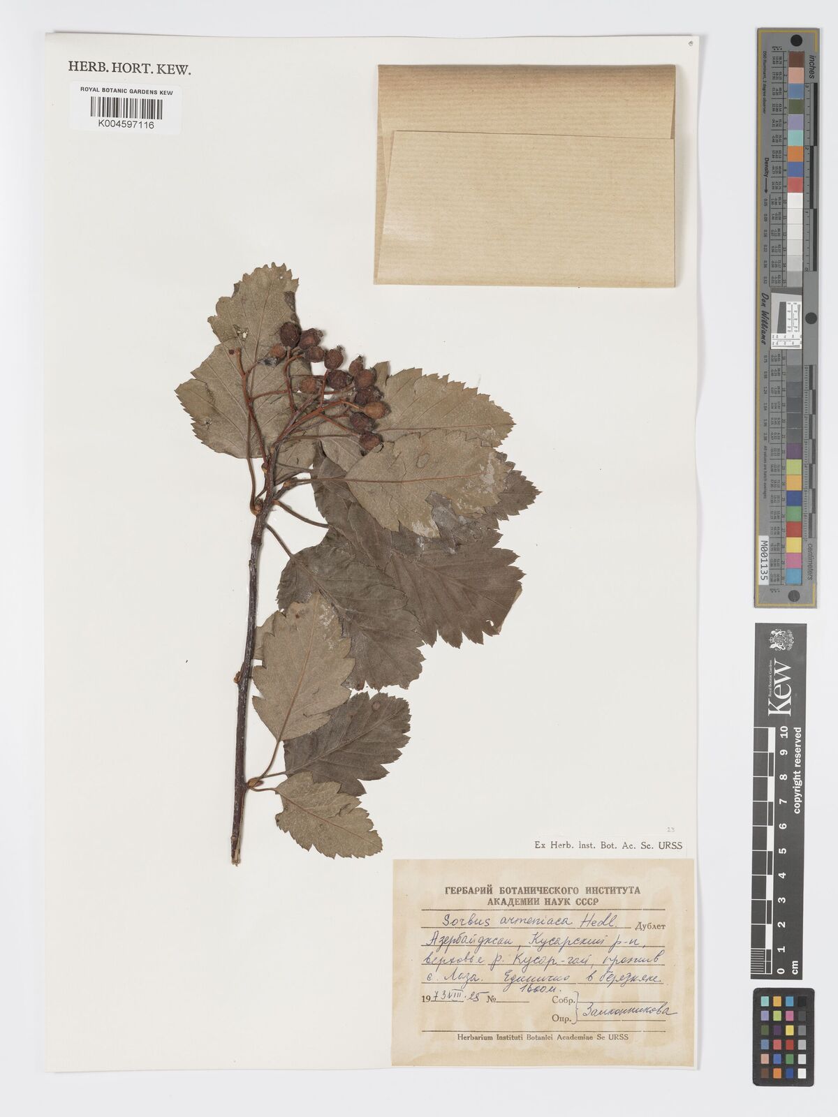 Hedlundia armeniaca (Hedl.) Mezhenskyj | Plants of the World Online ...