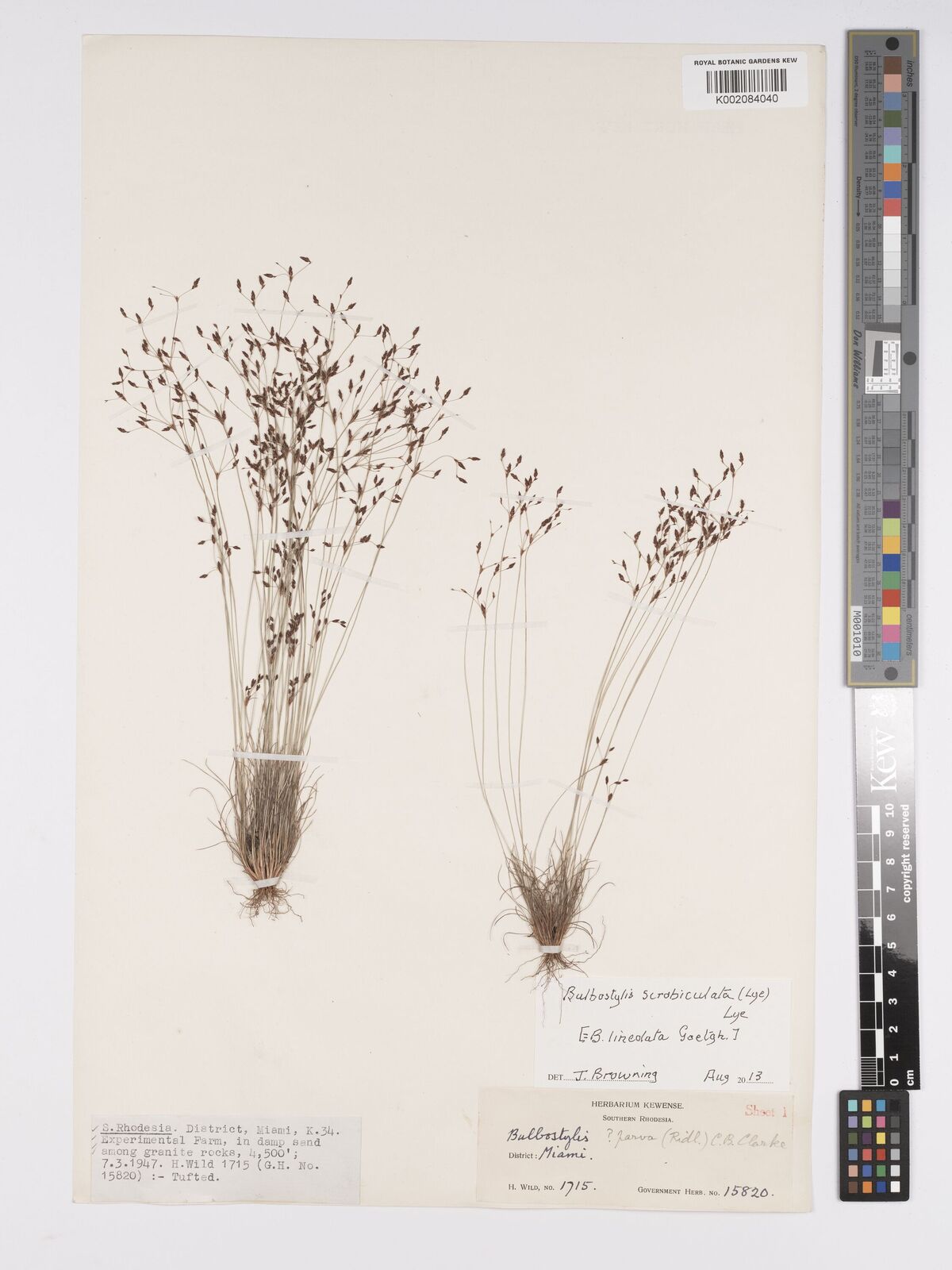 Bulbostylis scrobiculata (Lye) Lye | Plants of the World Online | Kew ...