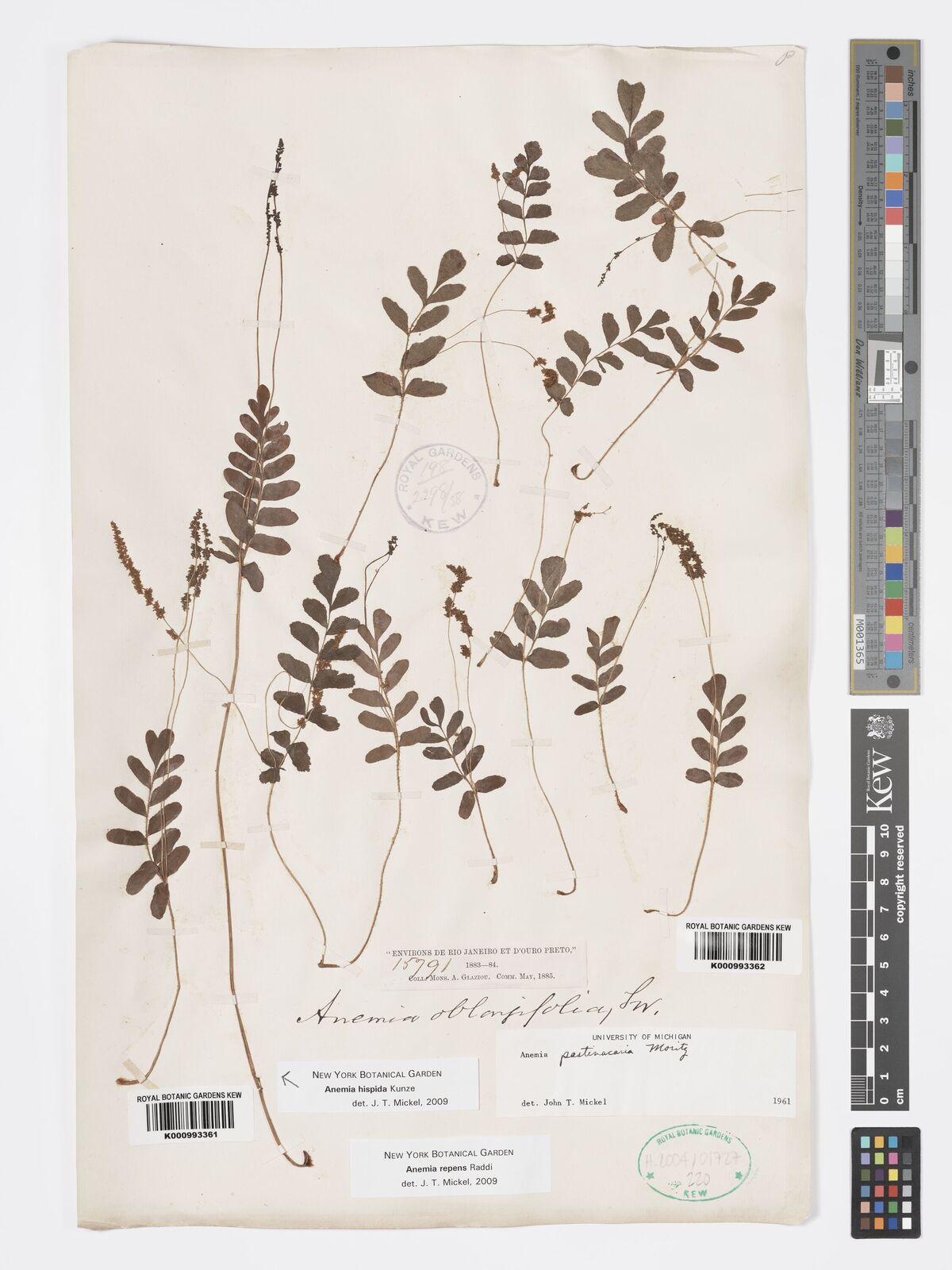 Anemia repens Raddi | Plants of the World Online | Kew Science