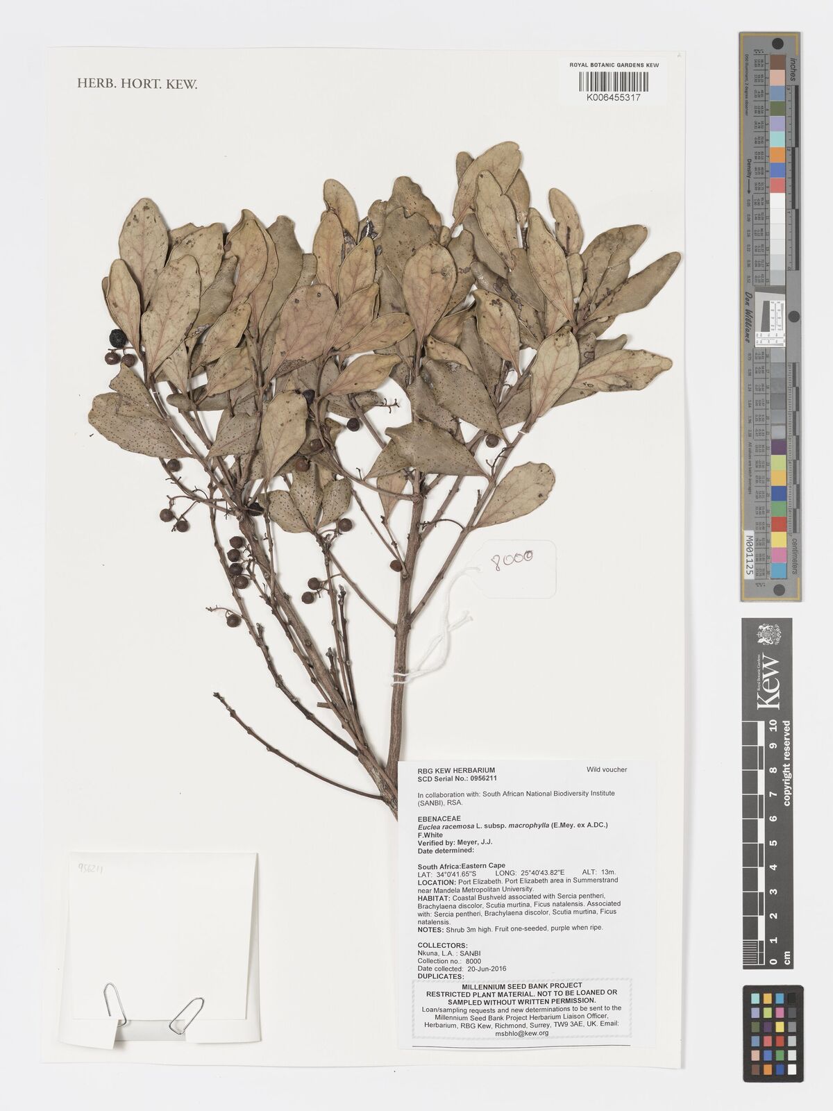 Euclea racemosa subsp. macrophylla (E.Mey. ex A.DC.) F.White | Plants ...