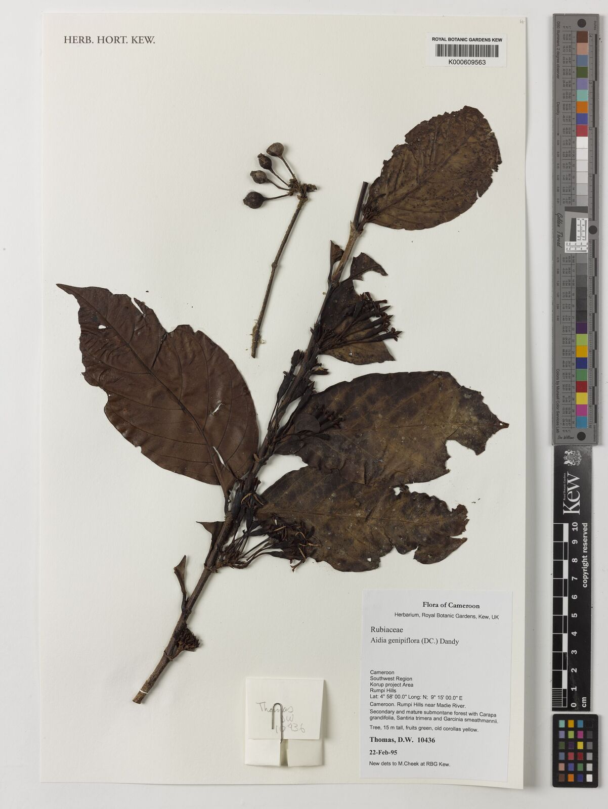 Aidia genipiflora (DC.) Dandy | Plants of the World Online | Kew Science